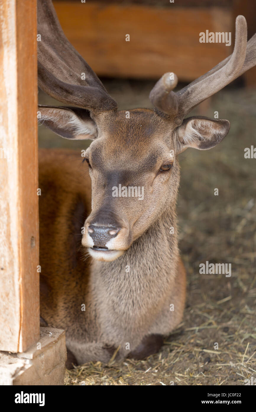 Beautiful male deer lying on hay at paddock Stock Photo - Alamy
