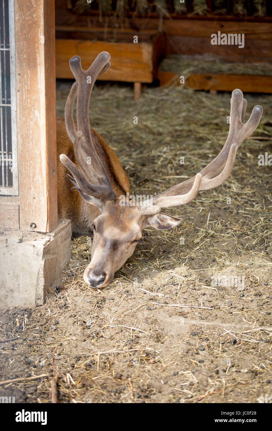 Closeup image of male deer with long horns lying on hay at zoo Stock ...
