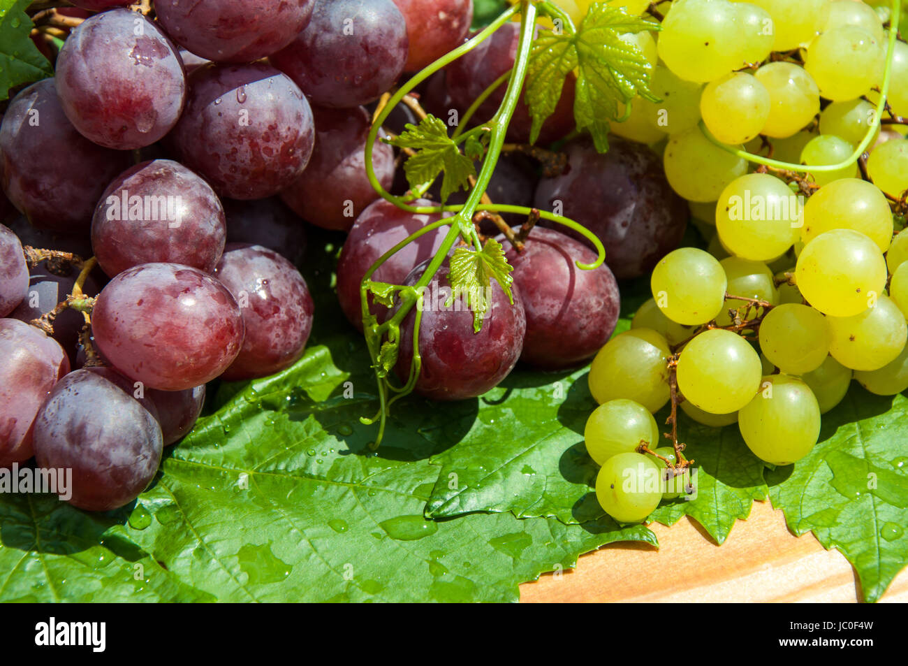 Grapes are a genus of plants in the family Vitaceae Stock Photo - Alamy