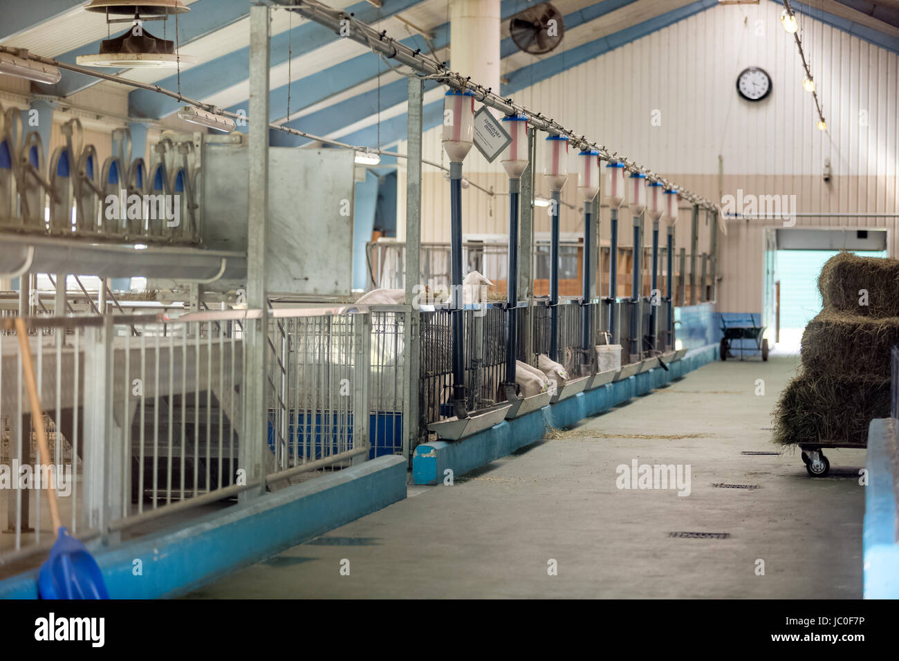 Interior of modern cowshed on farm Stock Photo - Alamy