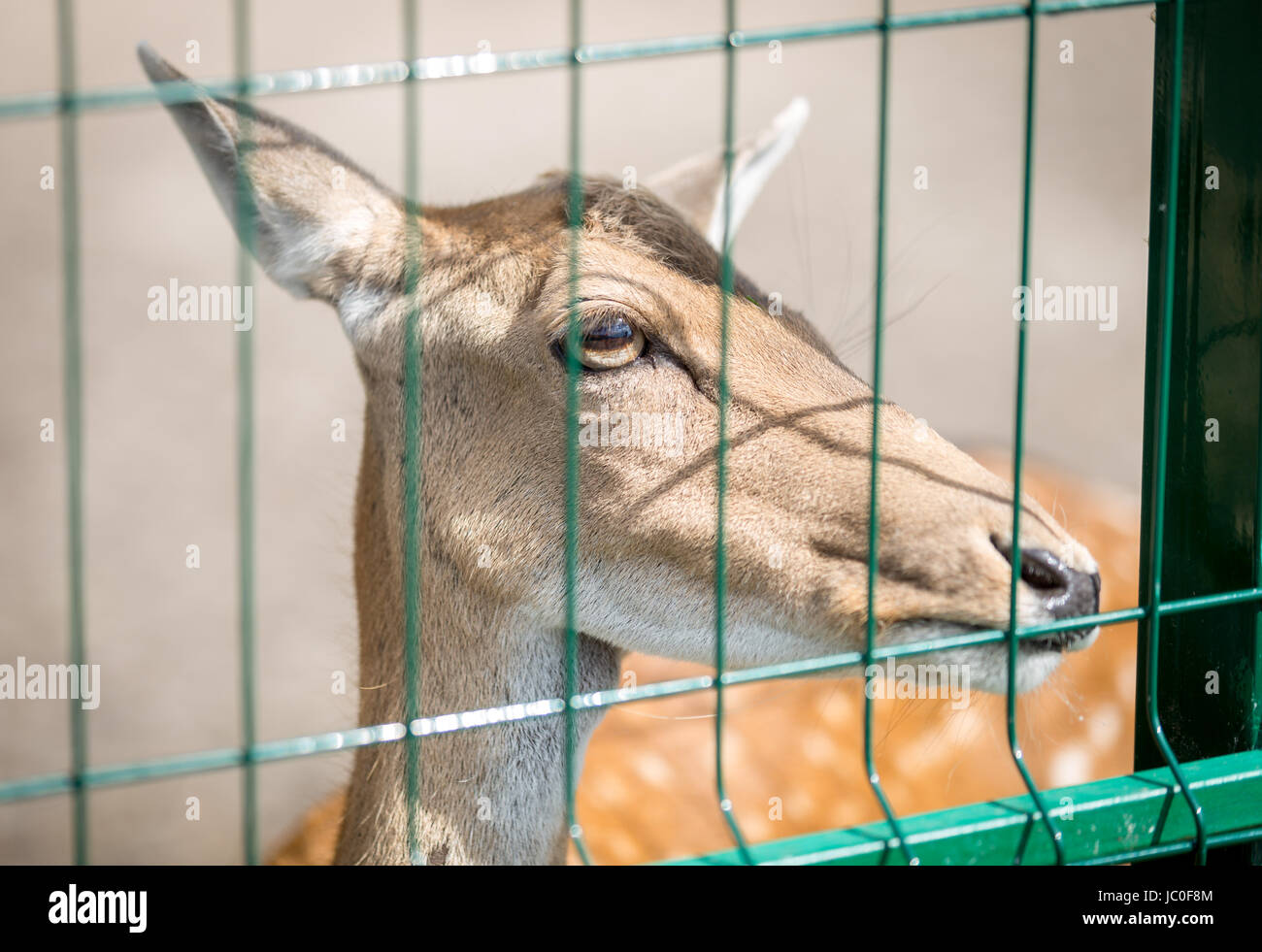 Deer behind fence hi-res stock photography and images - Alamy