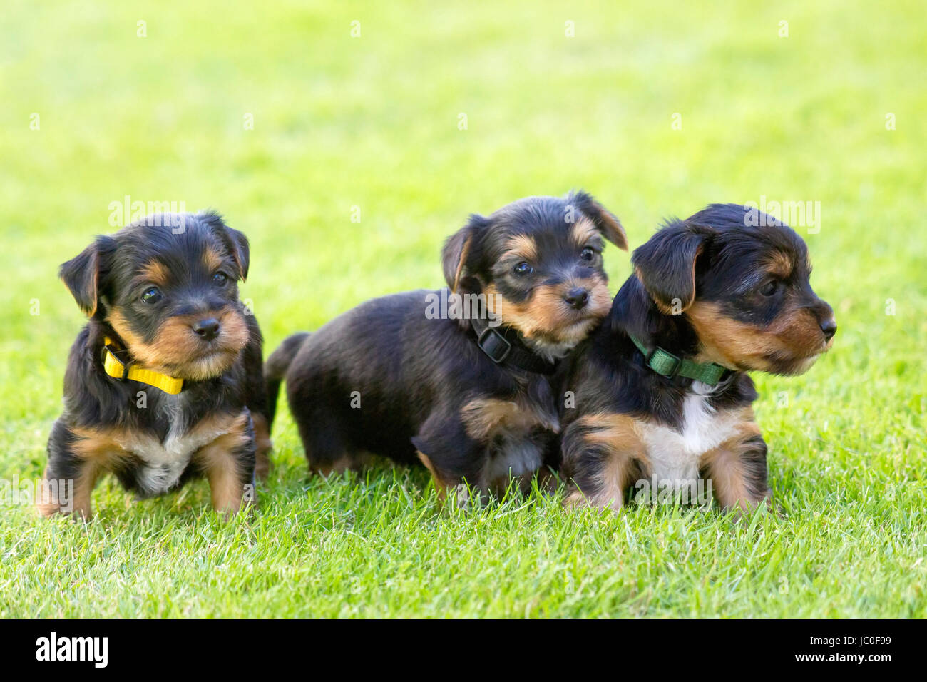 Three yorkshire terriers hi-res stock photography and images - Alamy