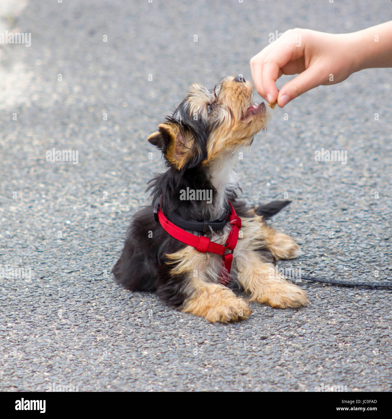 feed the dog Stock Photo - Alamy