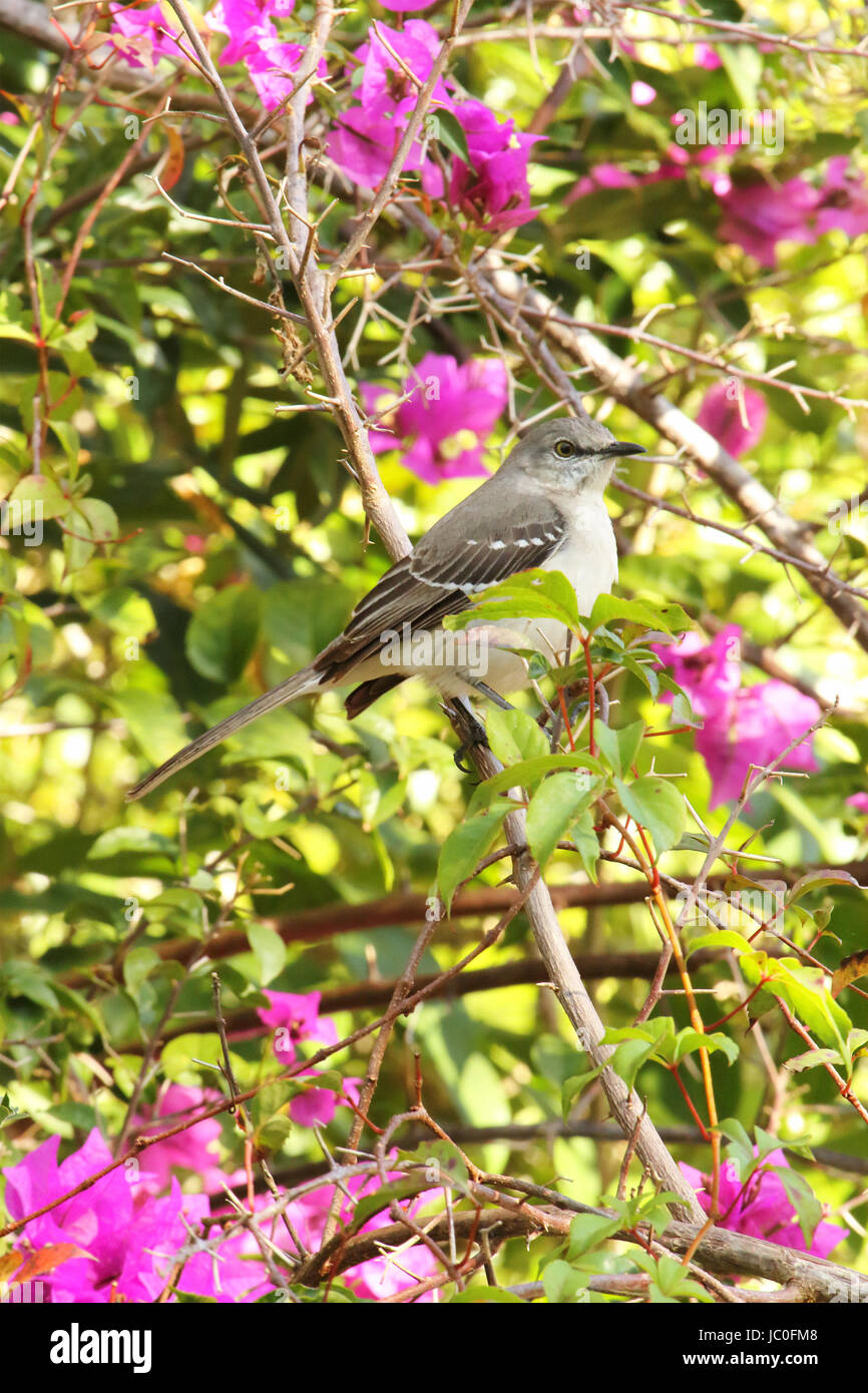 Songbird flowers hi-res stock photography and images - Alamy