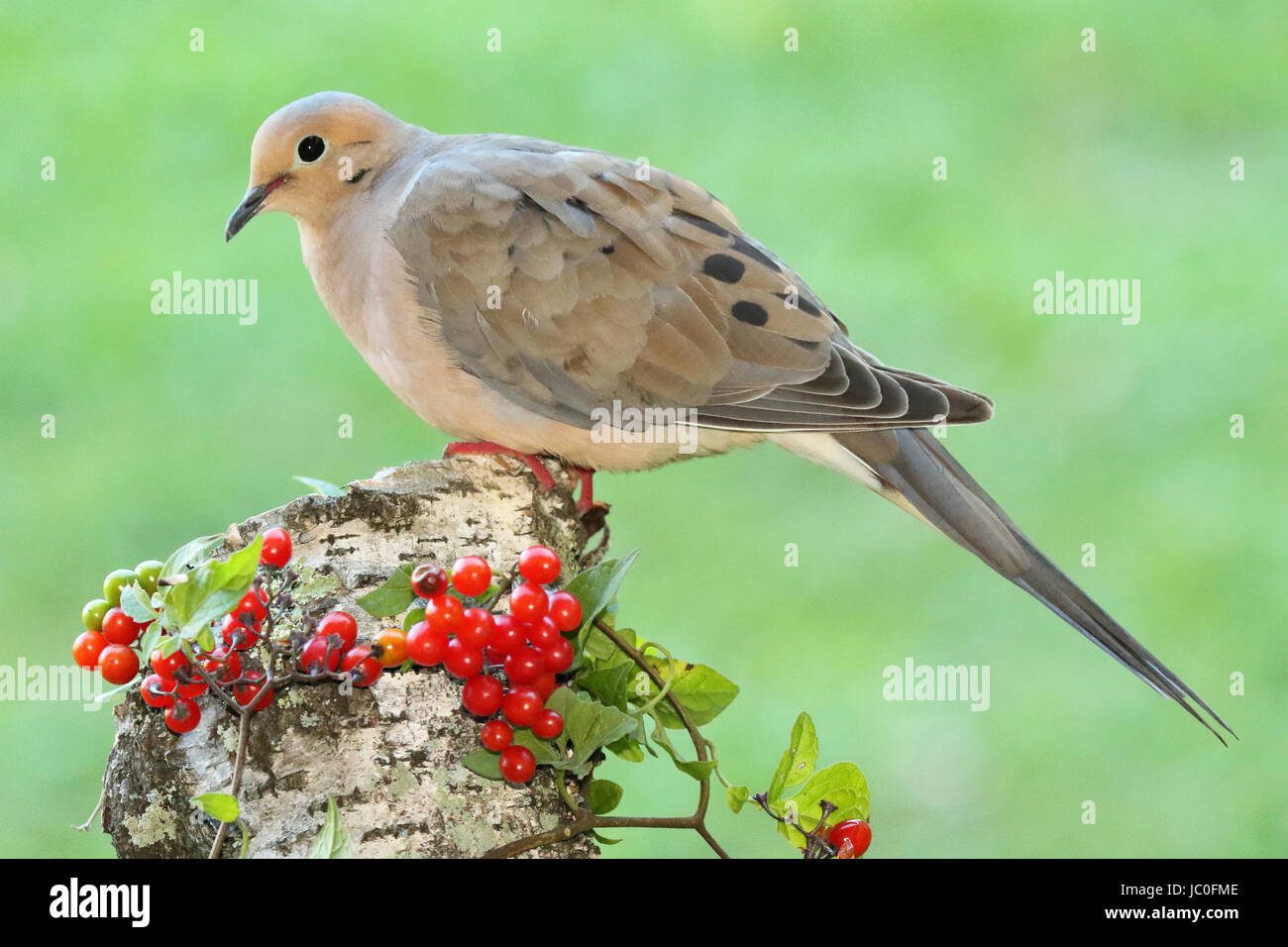 Male And Female Dove Stock Photos & Male And Female Dove Stock Images ...