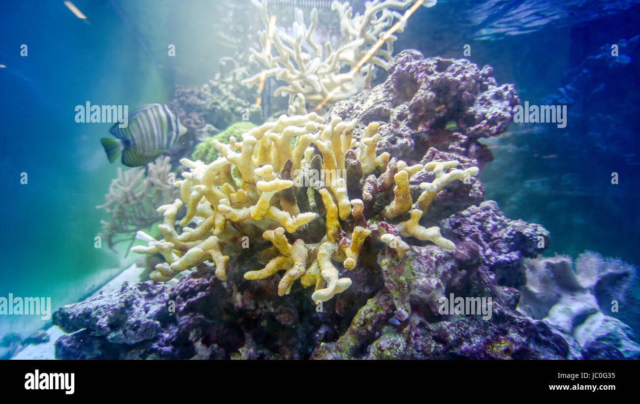 Underwater photo of beautiful colorful corals and exotic fishes Stock ...