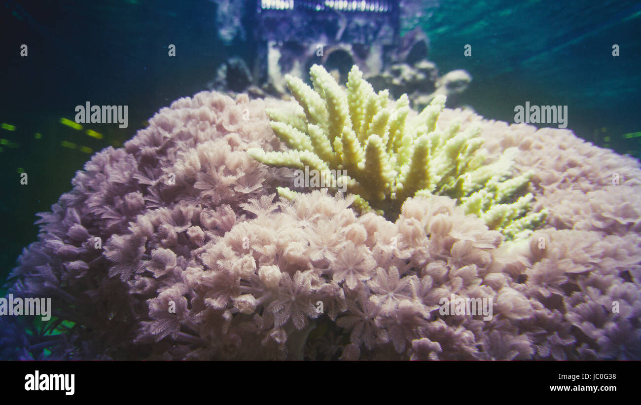 Aquarium underwater seaweeds fish hi-res stock photography and images ...