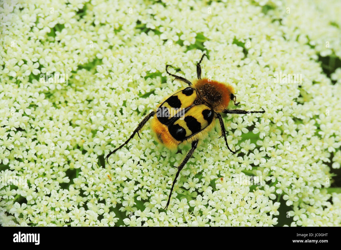 Black spotted bee beetle hi-res stock photography and images - Alamy