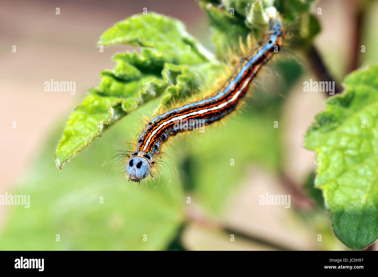 Caterpillar with blue eyes hi-res stock photography and images - Alamy