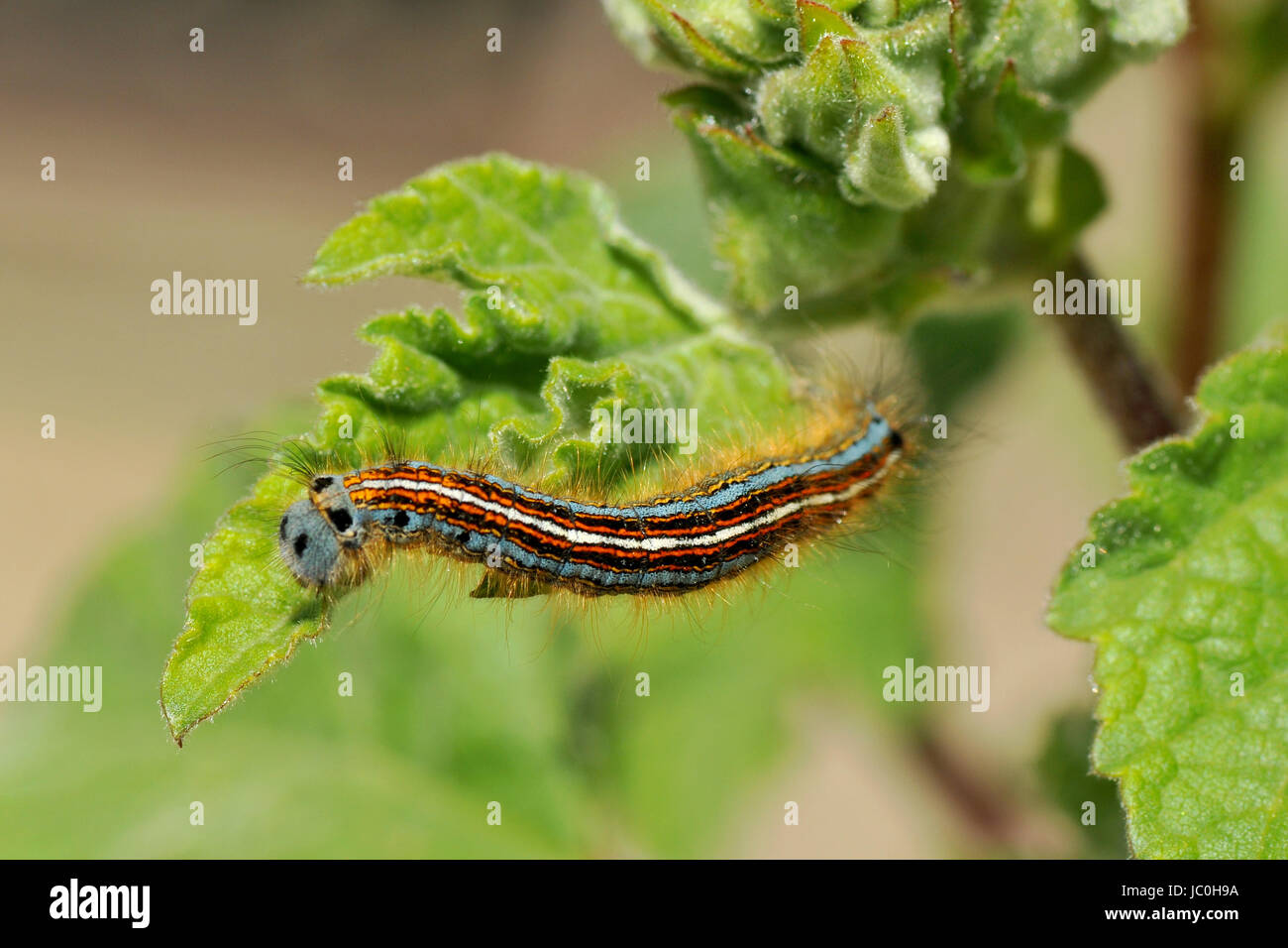 Caterpillar with blue eyes hi-res stock photography and images - Alamy