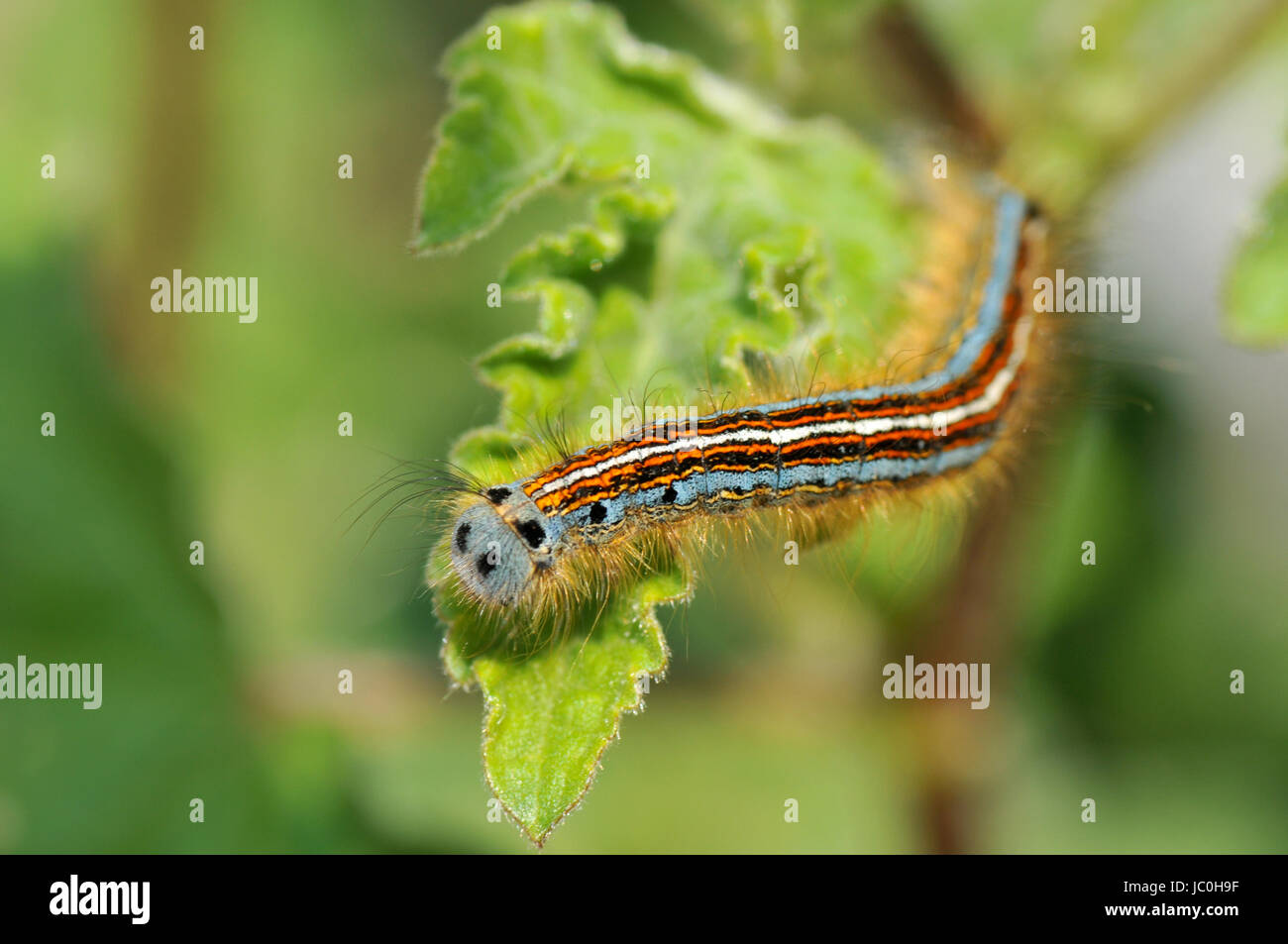 Caterpillar with blue eyes hi-res stock photography and images - Alamy
