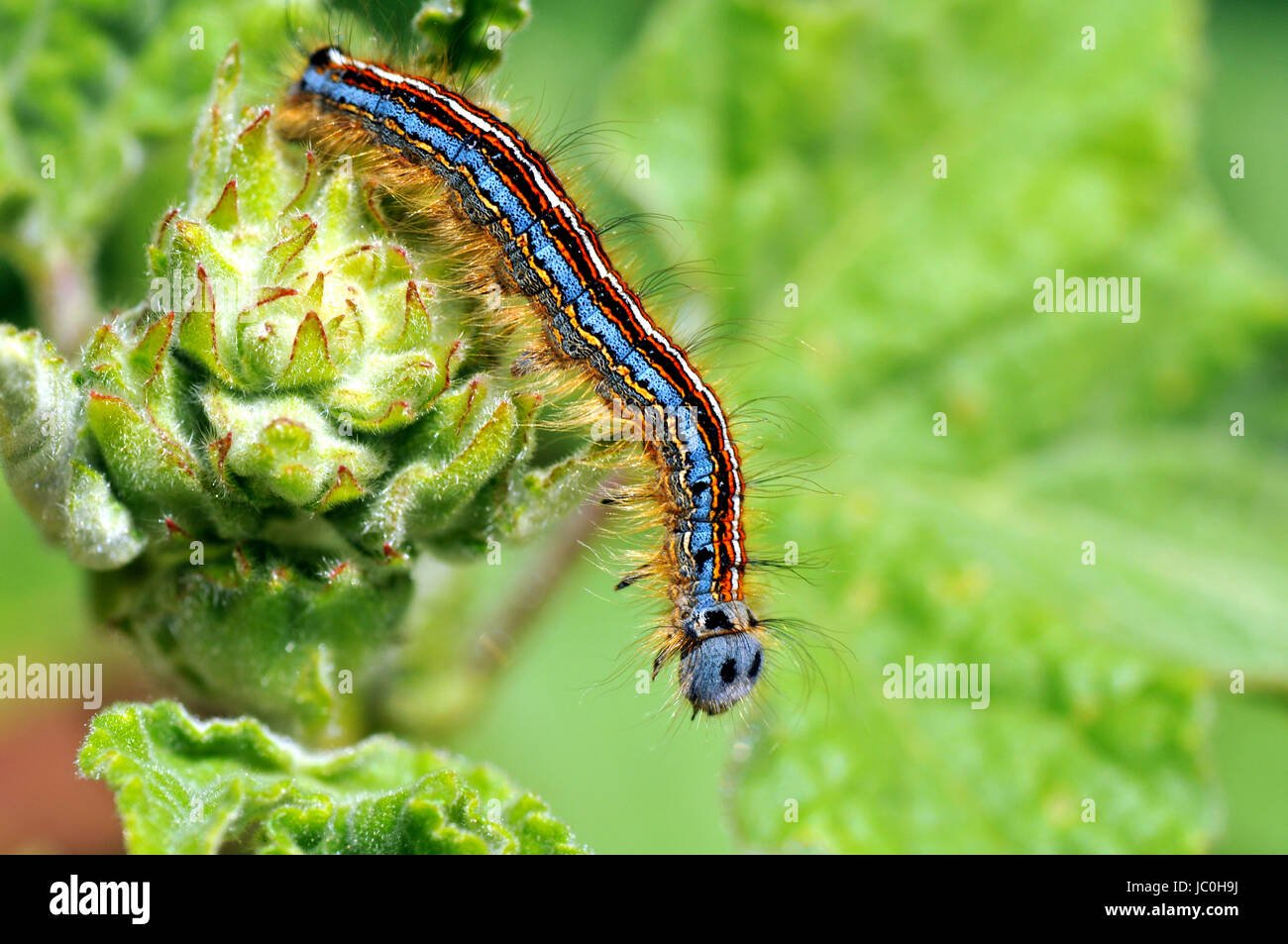 Ringelspinner hi-res stock photography and images - Alamy
