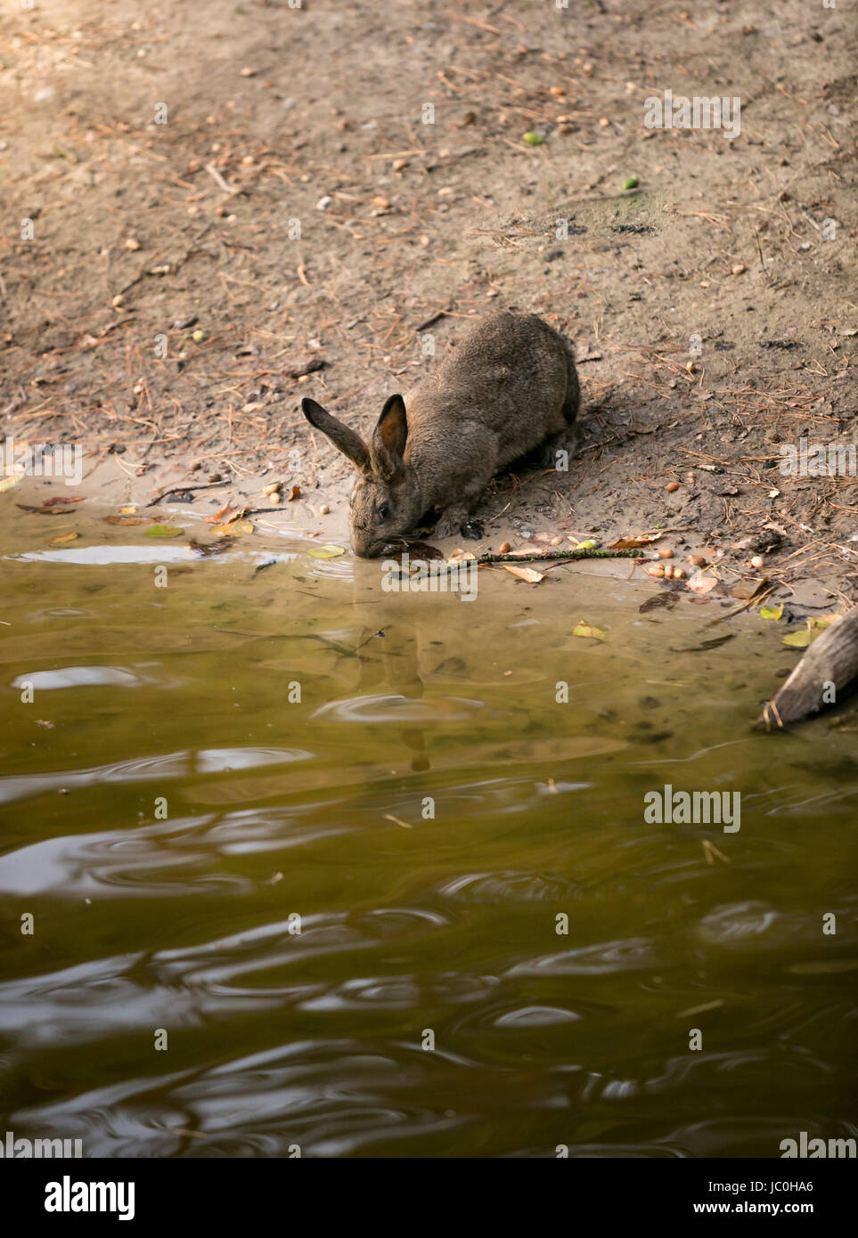 Little european rabbit drinking water from lake Stock Photo - Alamy
