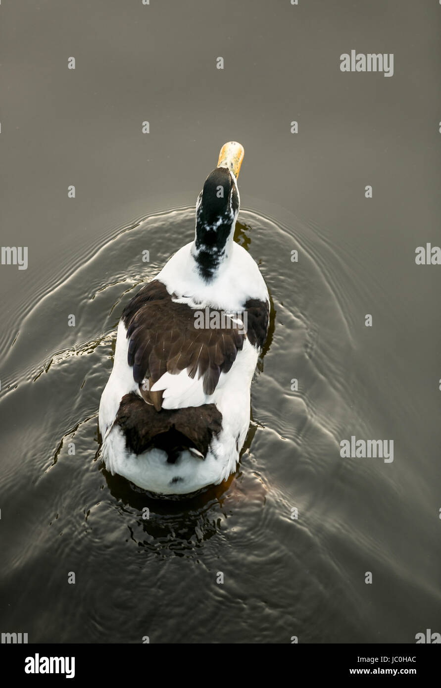 Top view drake mallard duck hi-res stock photography and images - Alamy