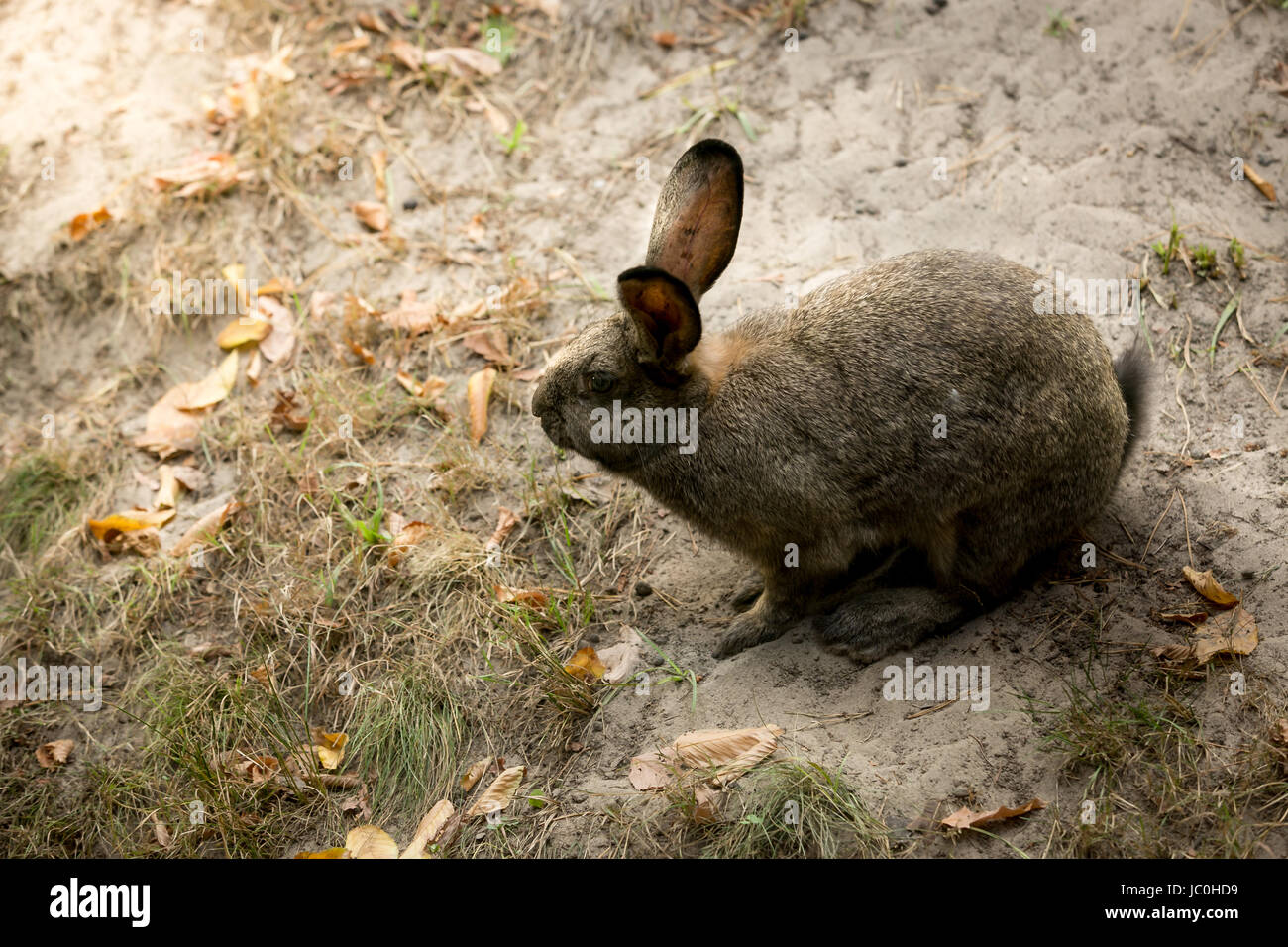 Top view on beautiful little hare sitting on ground Stock Photo - Alamy