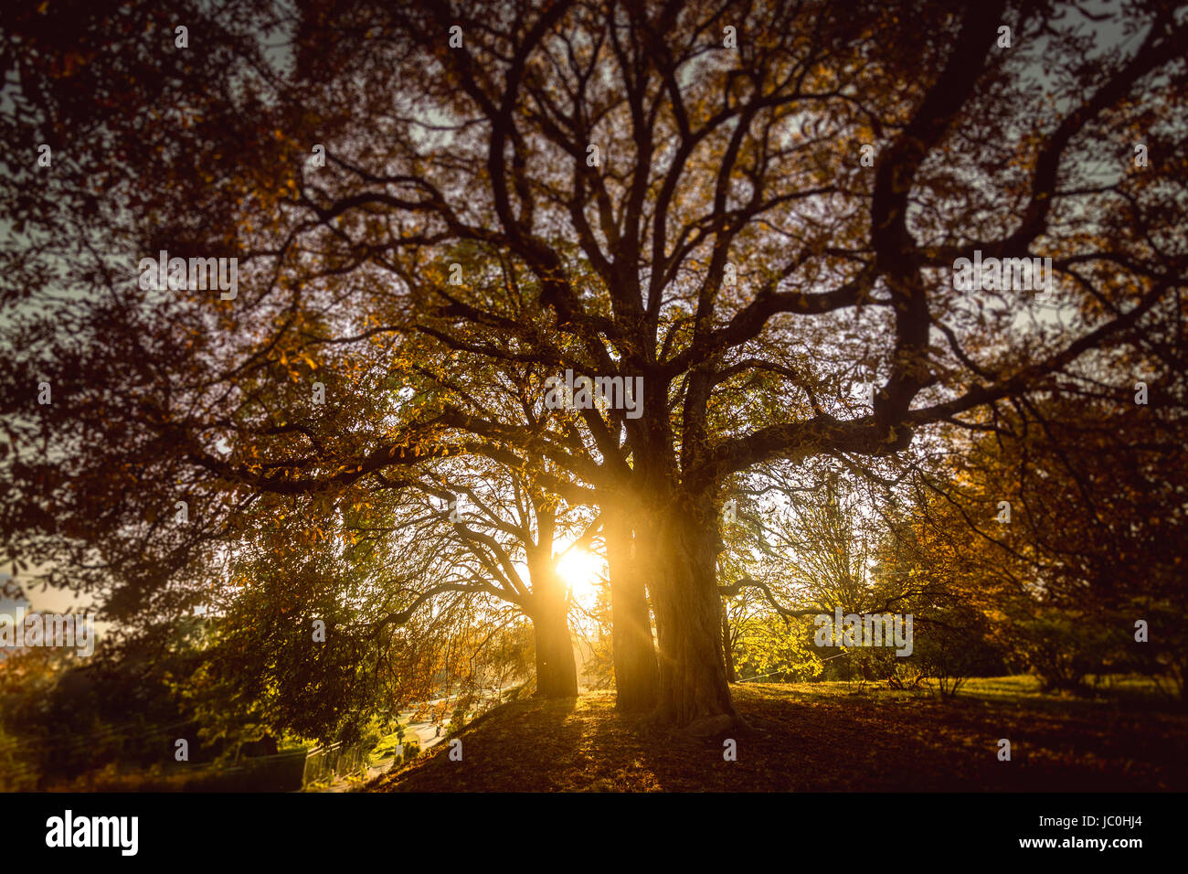 Beautiful toned photo of sun shining through big tree at autumn forest ...
