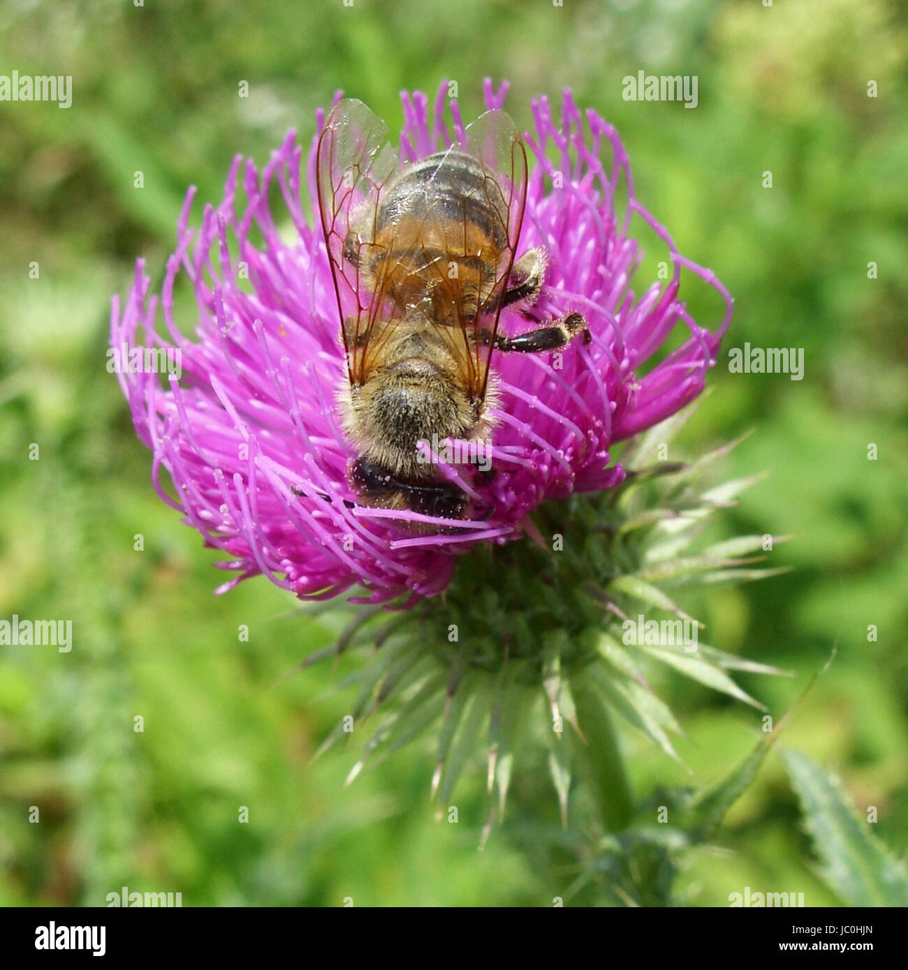 Bee pollinating thistle Stock Photo - Alamy