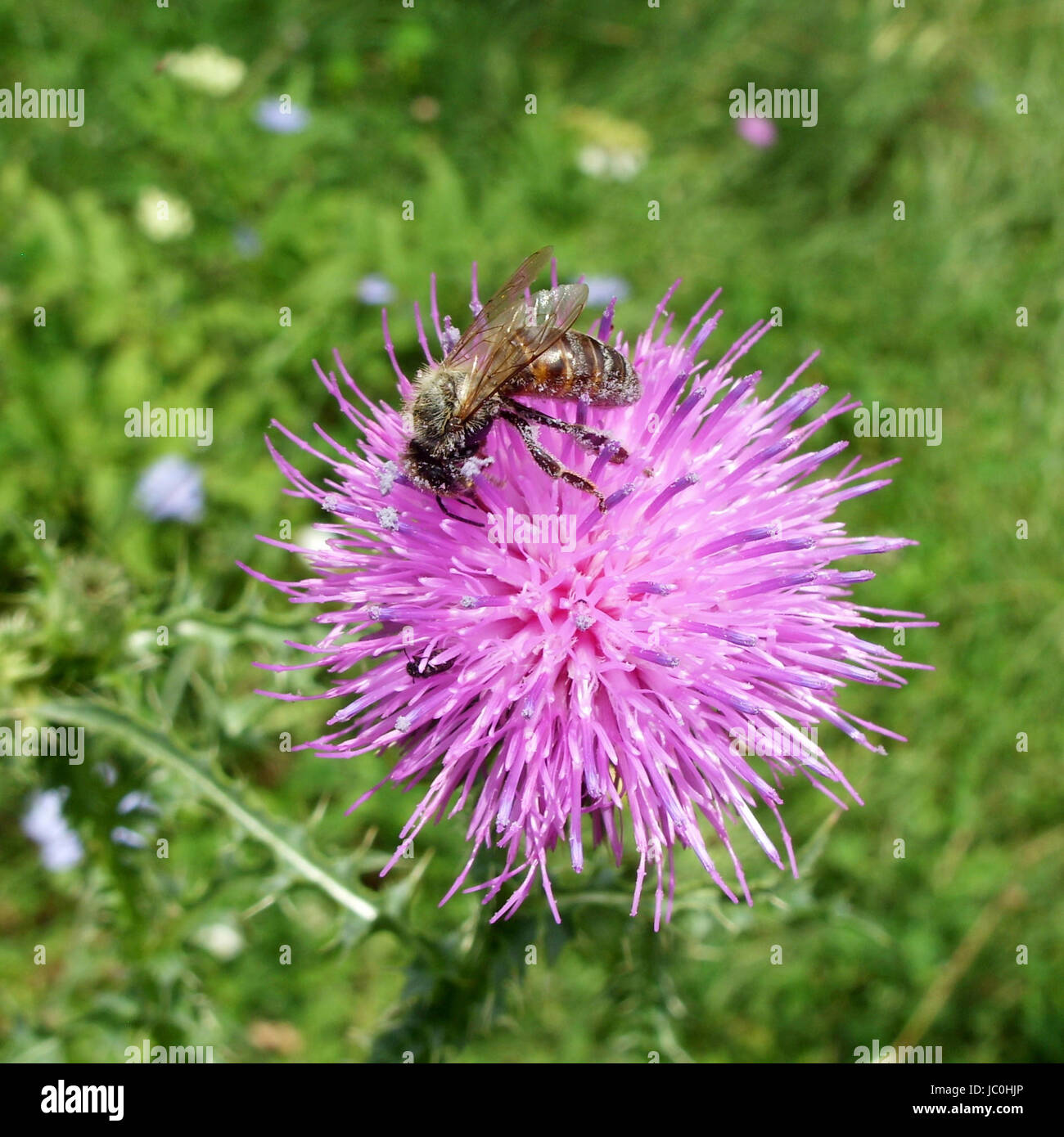 Bee pollinating thistle Stock Photo - Alamy