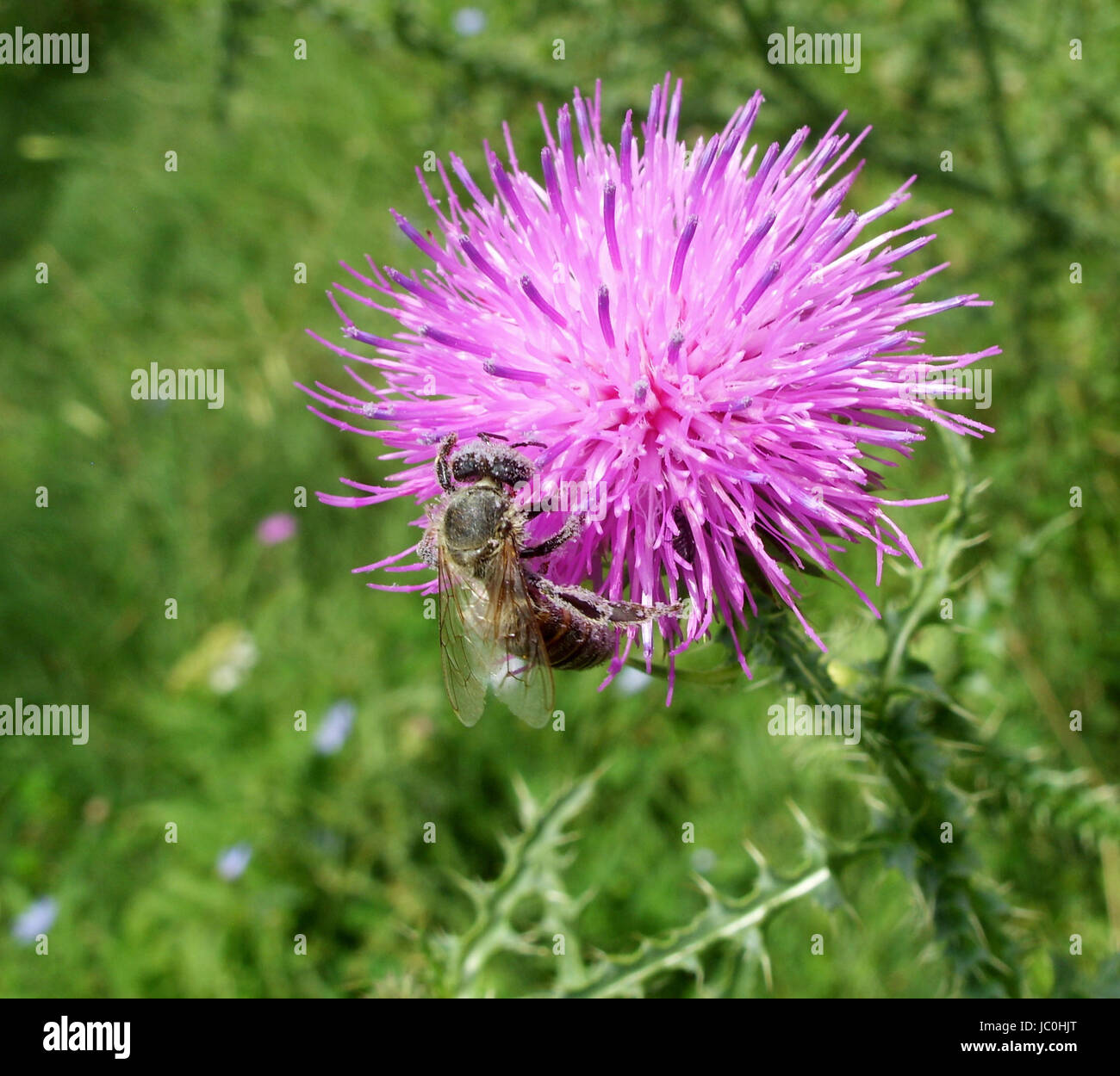 Bee pollinating thistle Stock Photo - Alamy