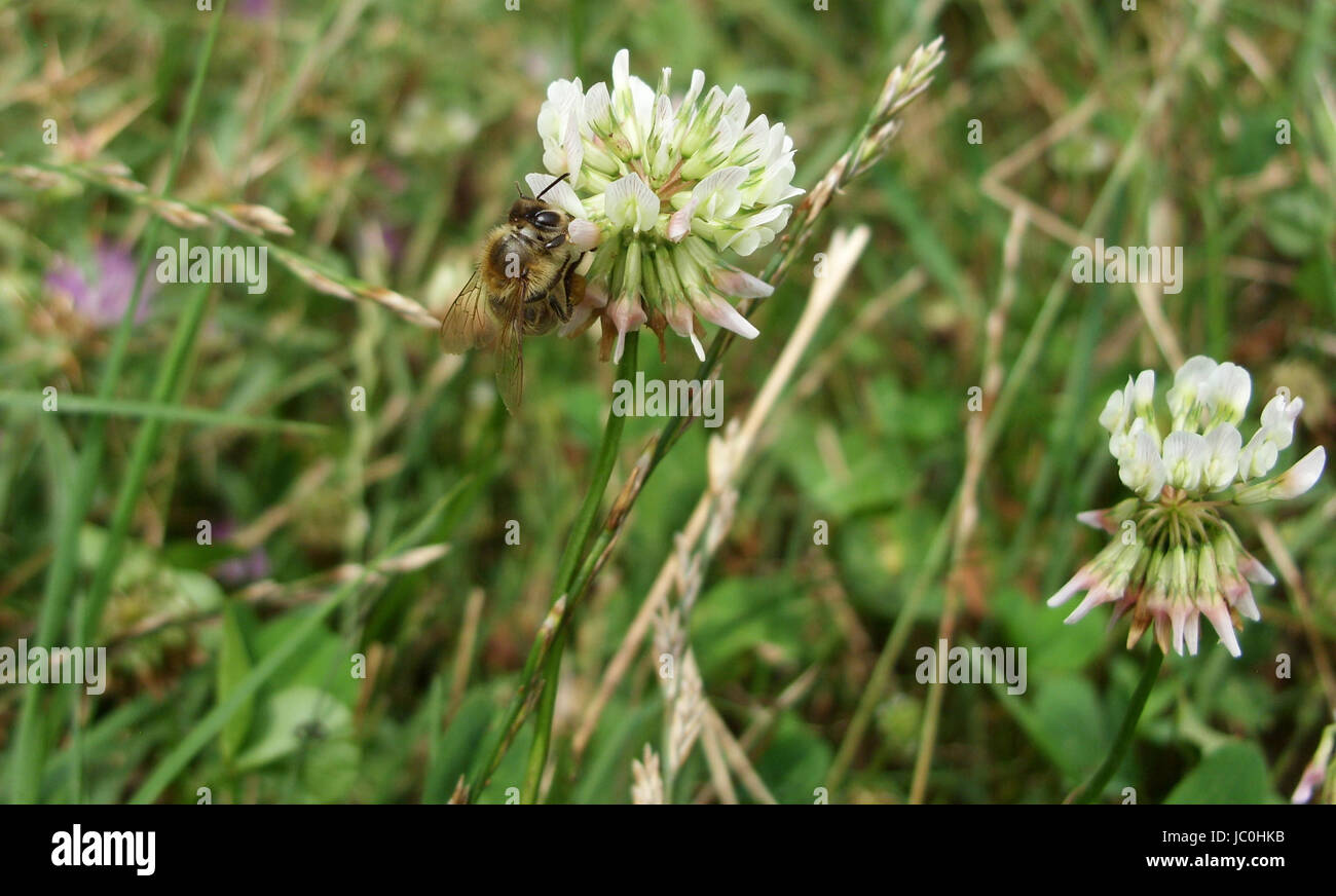Bee pollinating clover Stock Photo - Alamy