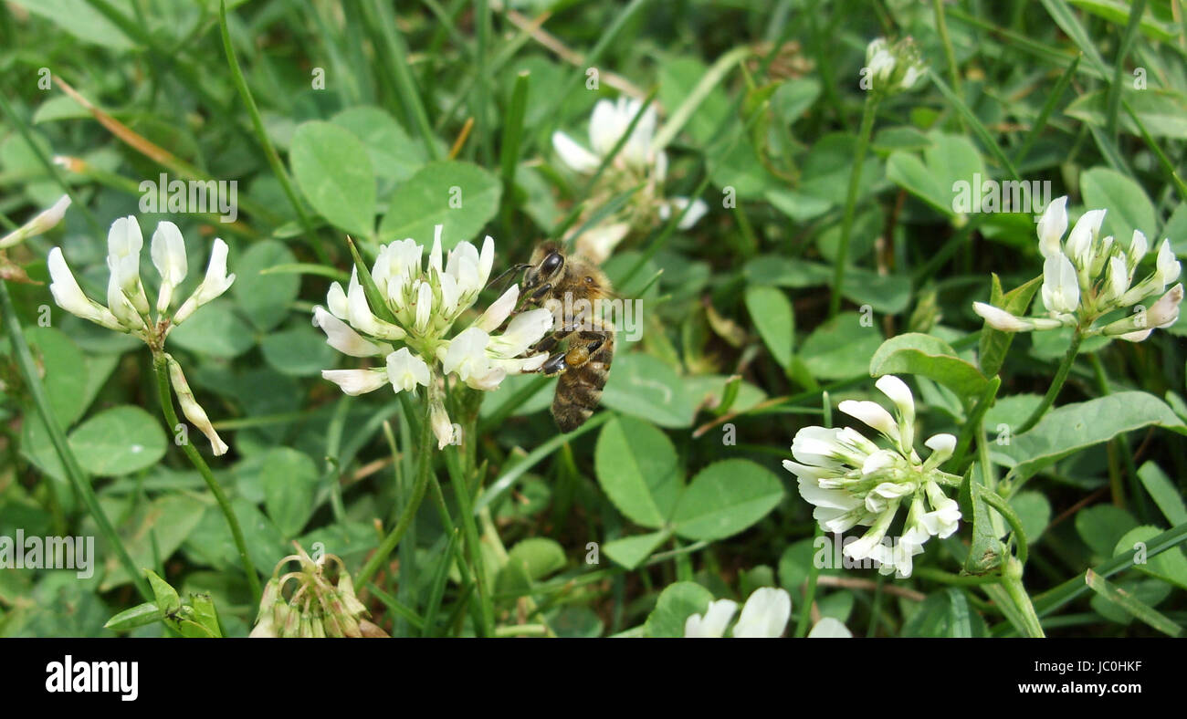 Bumble bee pollinating pink clover hi-res stock photography and images ...