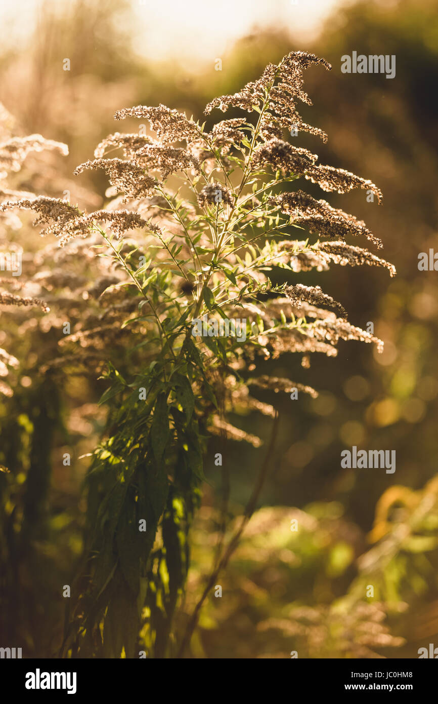 Toned closeup photo of grass growing at autumn field Stock Photo - Alamy