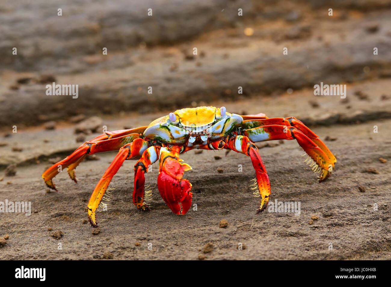 Sally lightfoot crab (Grapsus grapsus) on Santiago Island in Galapagos ...
