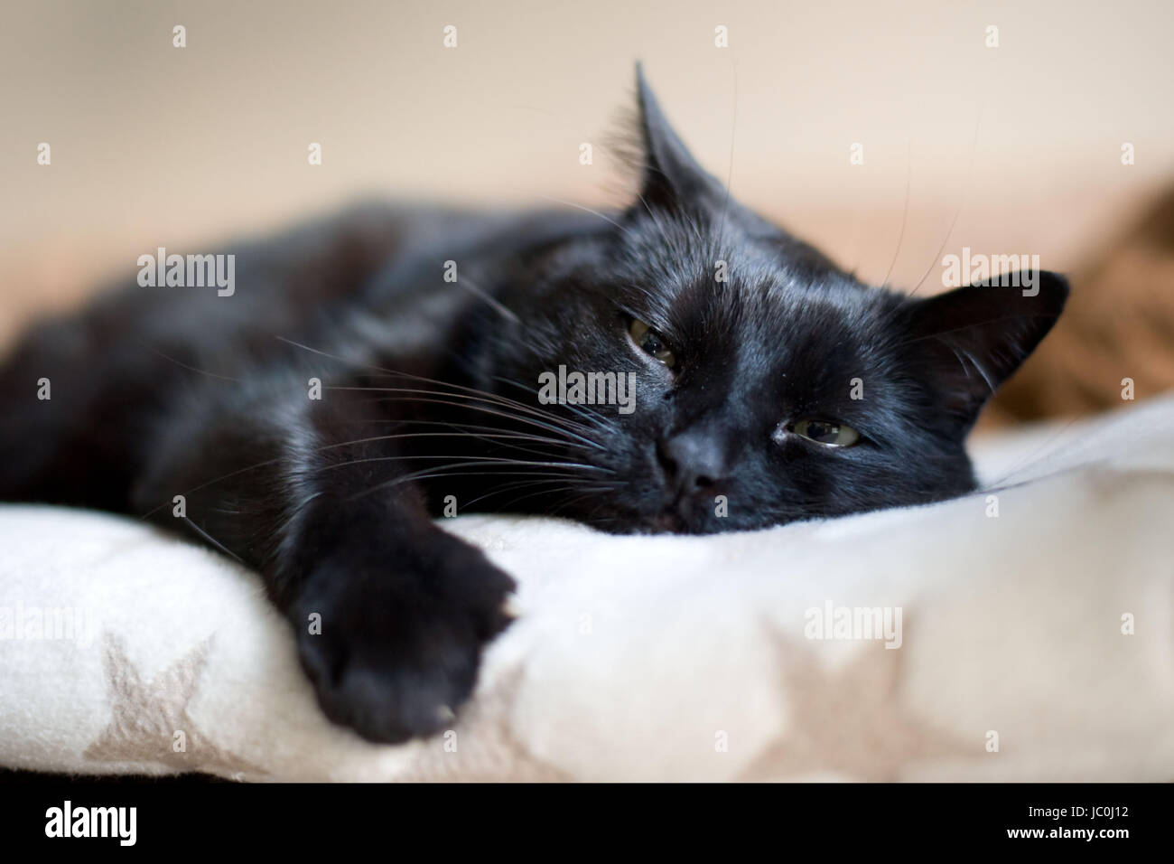 Entspannte katze hi-res stock photography and images - Alamy
