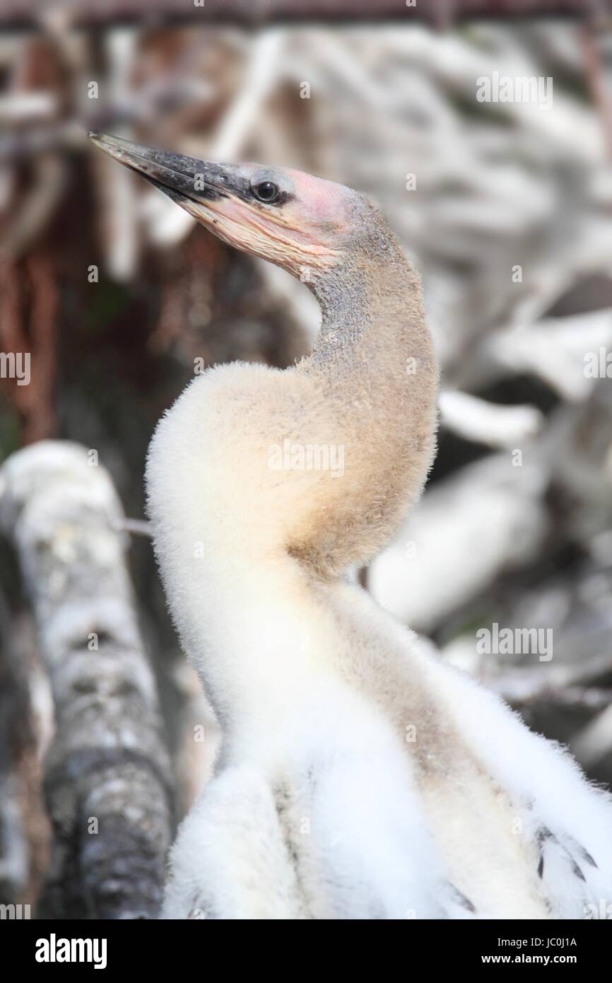 Baby Anhinga in a nest in the Florida Everglades Stock Photo - Alamy