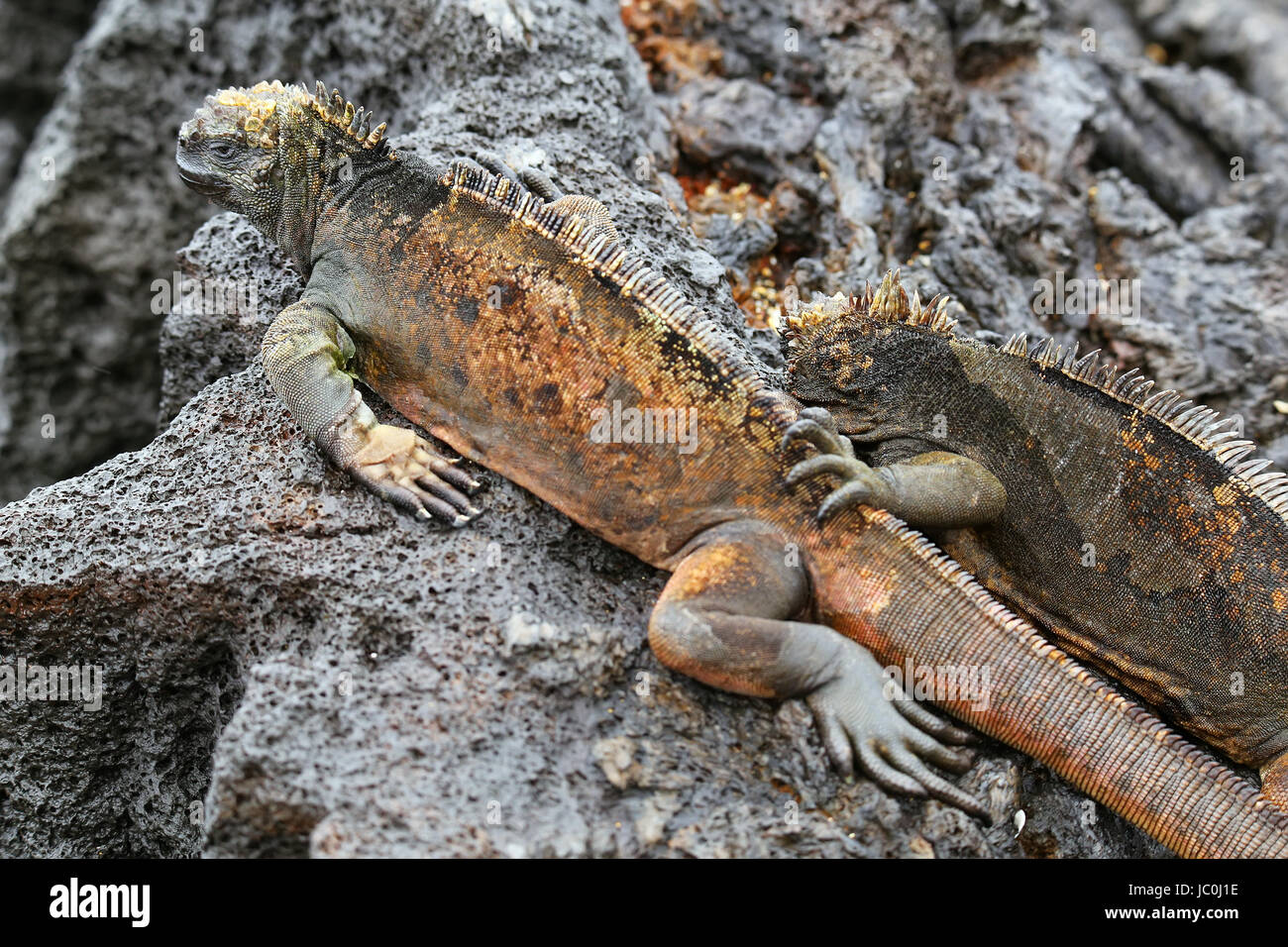 Santiago marine iguanas hi-res stock photography and images - Alamy