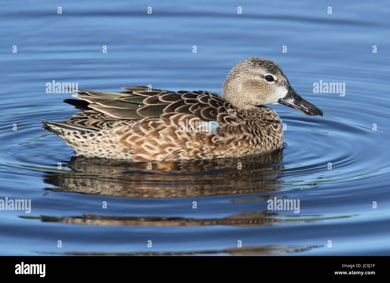 Female Blue-winged Teal (anas discors) swimming in the Florida ...