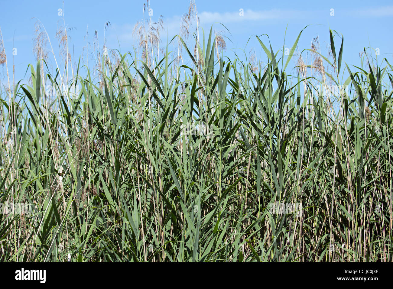 aquatic plants reed Stock Photo - Alamy