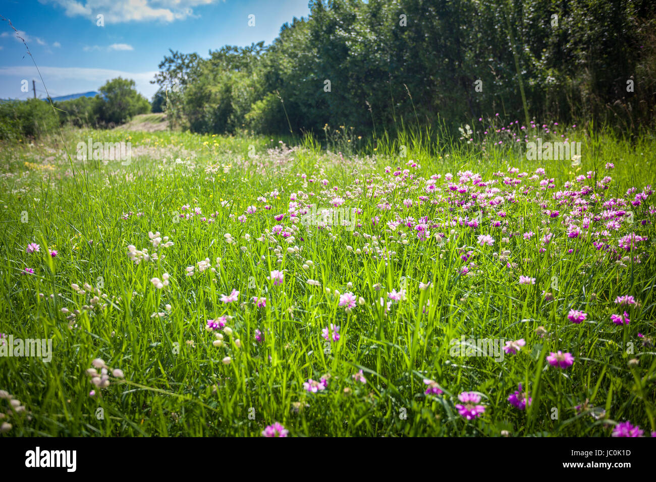 Beautiful view on field with lots of flowers surrounded by trees Stock ...