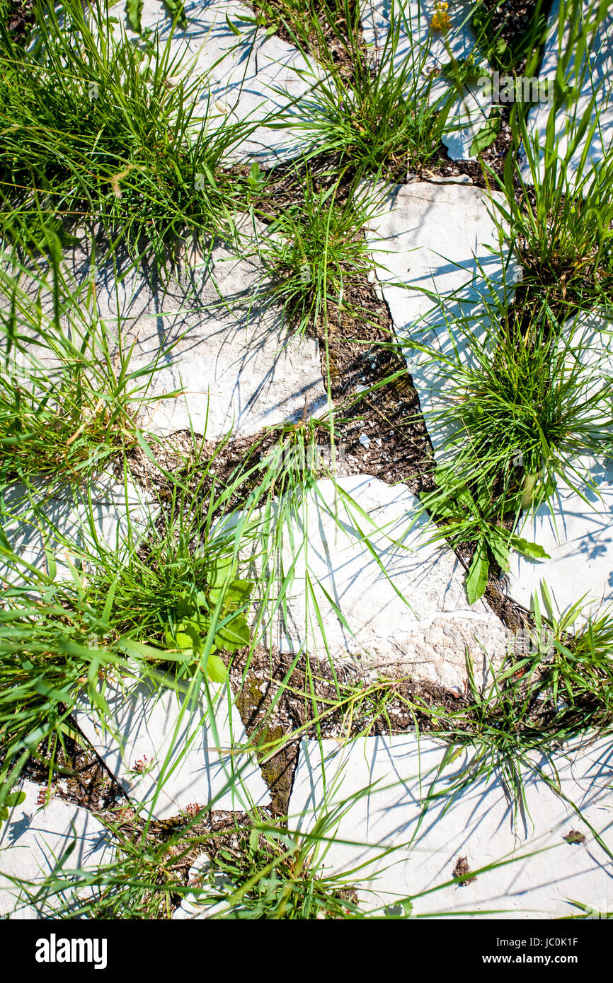 Closeup shot of grass growing through white granite rocks Stock Photo ...