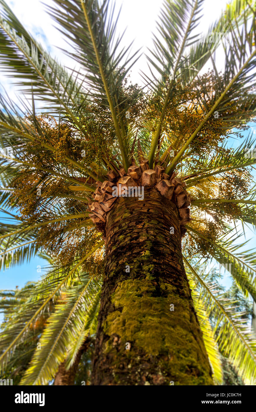 Beautiful view on top of high palm from ground at sunny day Stock Photo ...