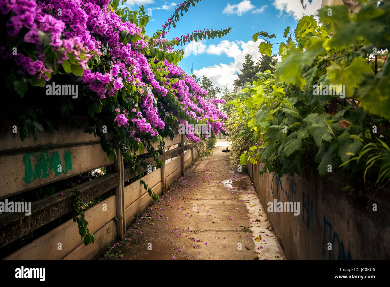 Beautiful road grown with bushes and Bougainvillea Stock Photo - Alamy