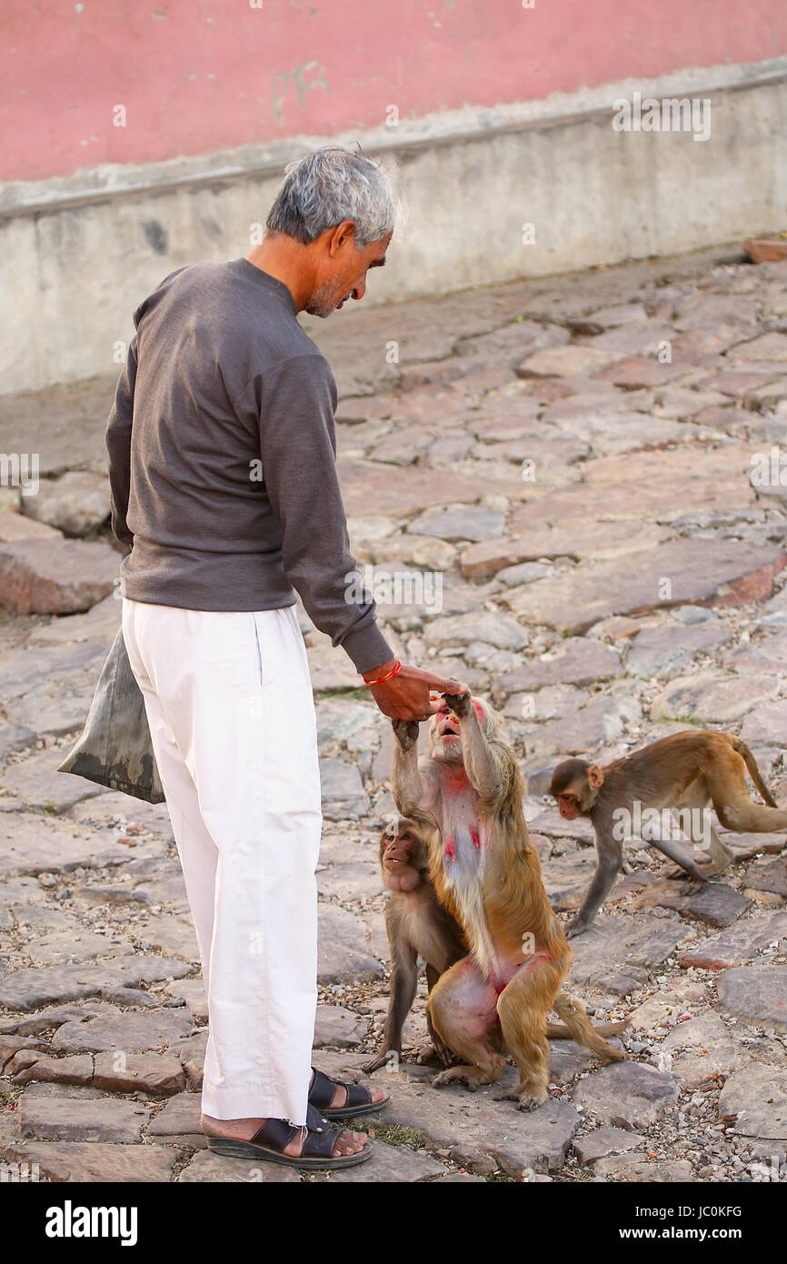 Rhesus macaque troop india hi-res stock photography and images - Alamy