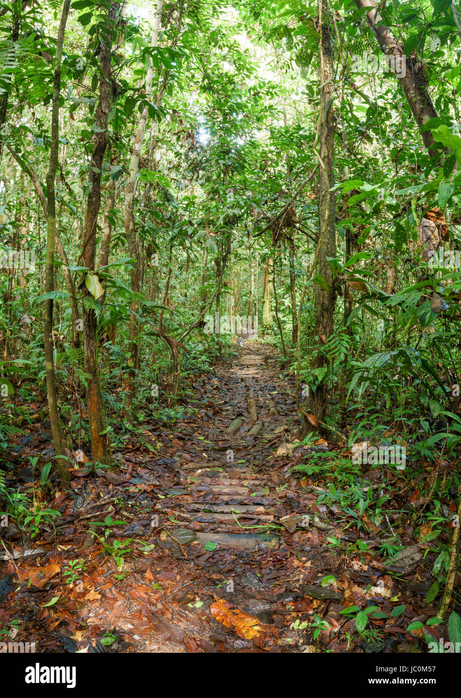 Rustic path leading into pristine tropical rainforest in the Ecuadorian ...