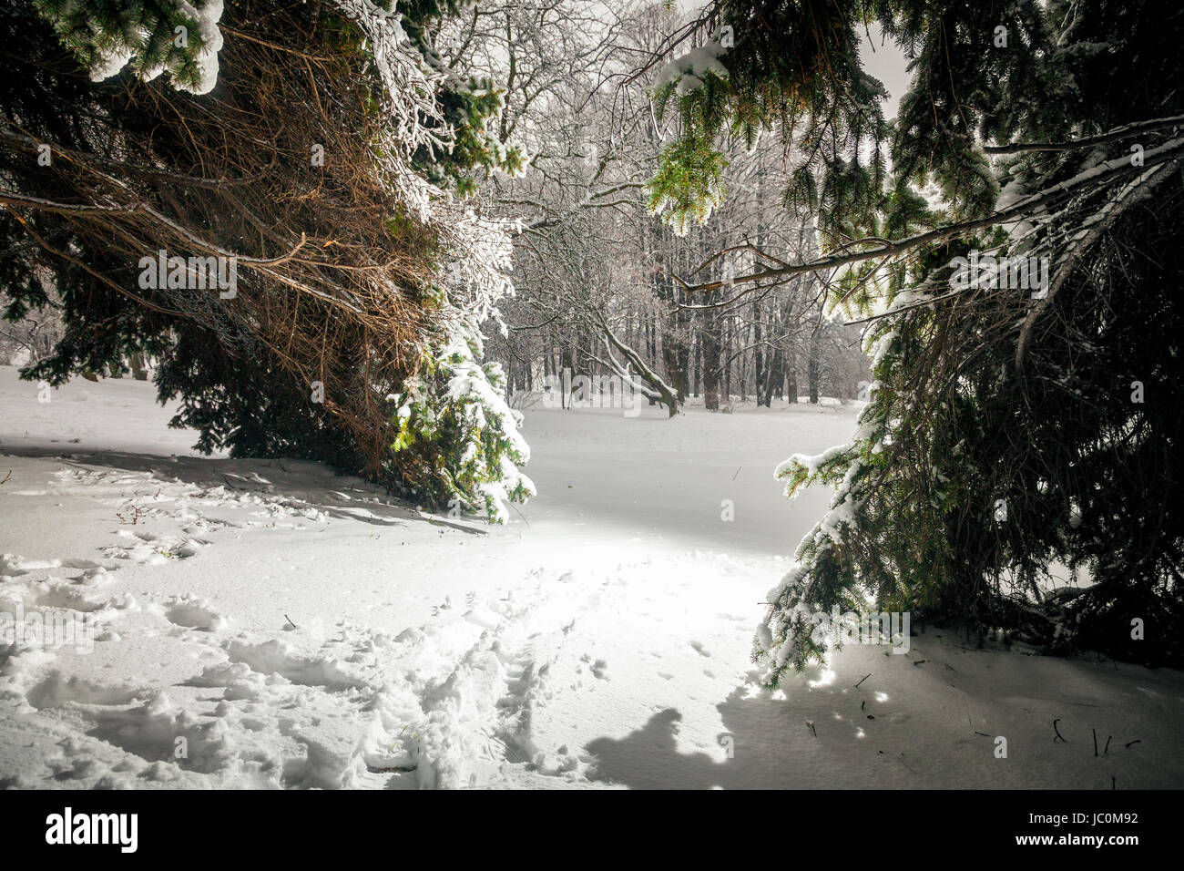 Beautiful landscape of sun beam going through fir tree at winter forest ...