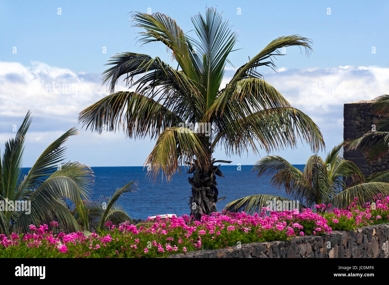 palm trees by the sea Stock Photo - Alamy