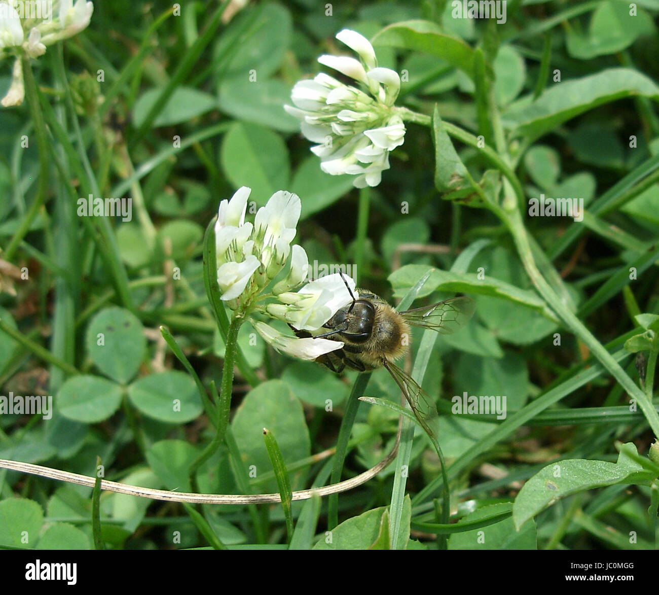 Bee pollinating clover Stock Photo - Alamy