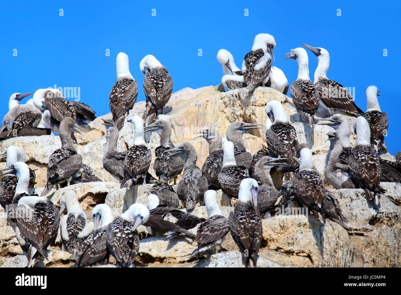 Colony of Peruvian boobies (Sula variegata) in Ballestas islands ...