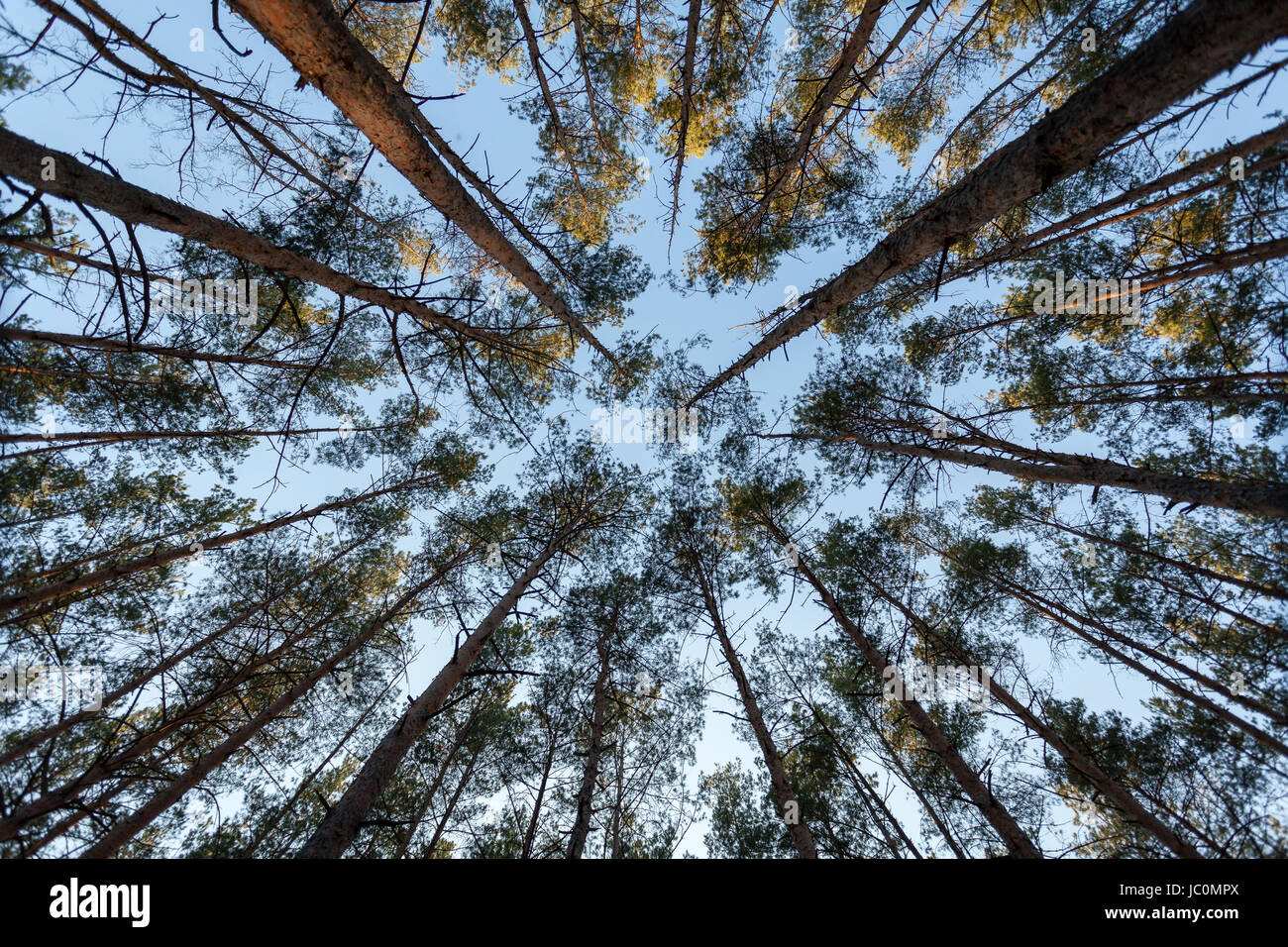 Upward view of top of fir trees at forest Stock Photo - Alamy