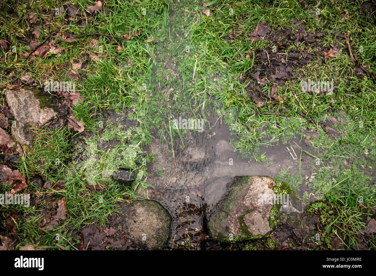 Closeup photo of stream flowing through grass Stock Photo - Alamy