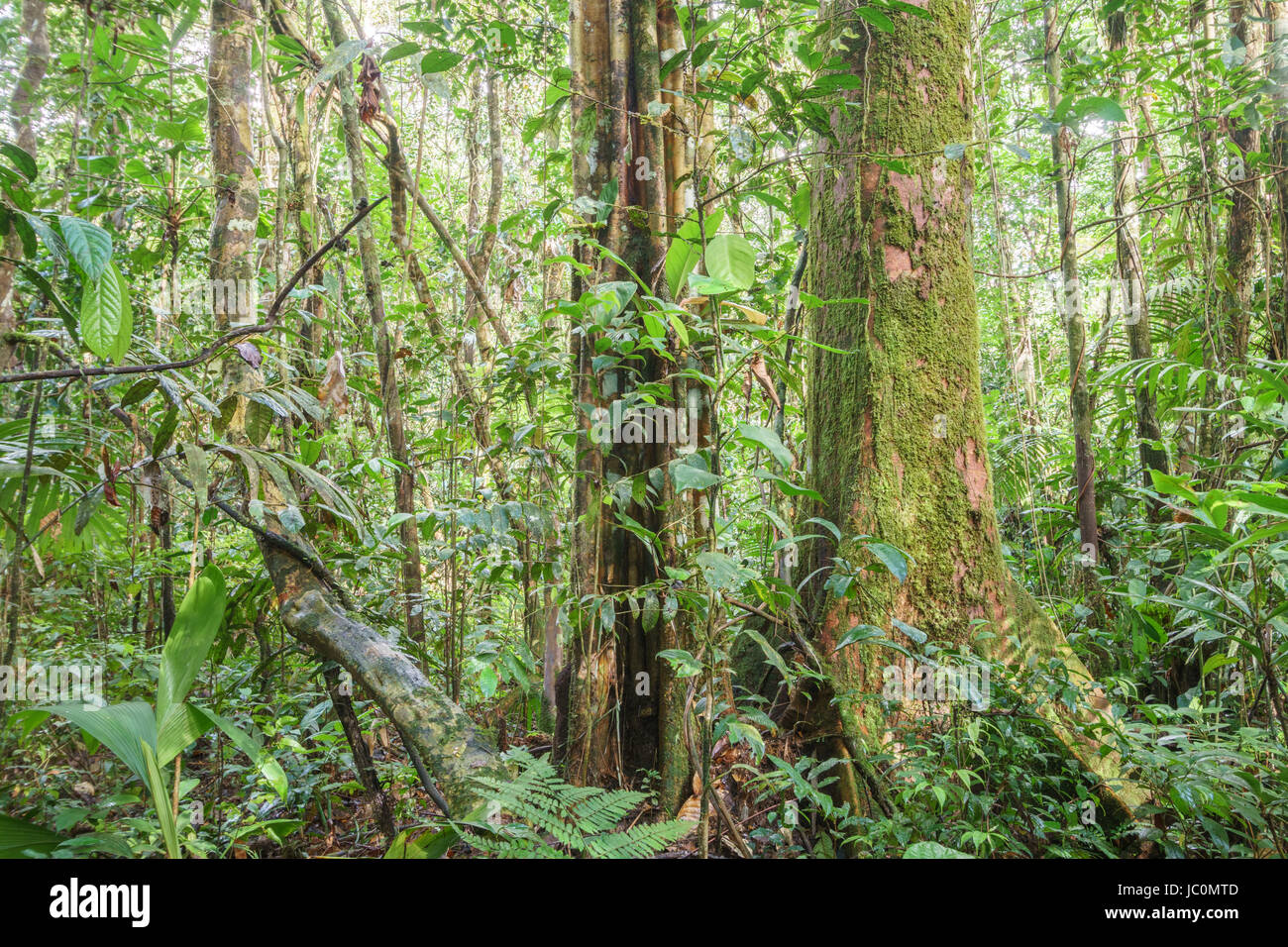 Interior of pristine tropical rainforest in the Ecuadorian Amazon with ...