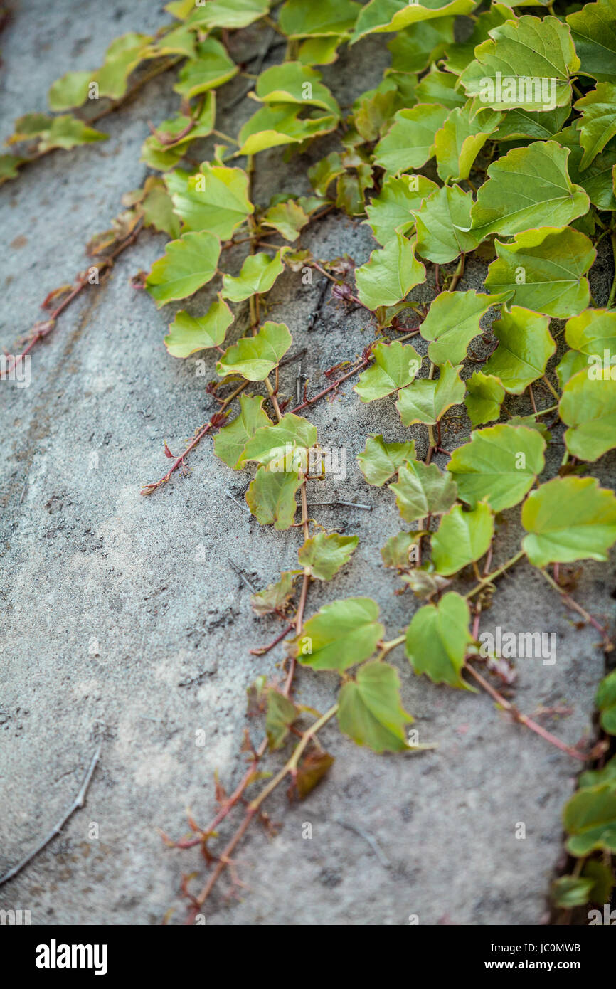 Ivy roots macro hi-res stock photography and images - Alamy