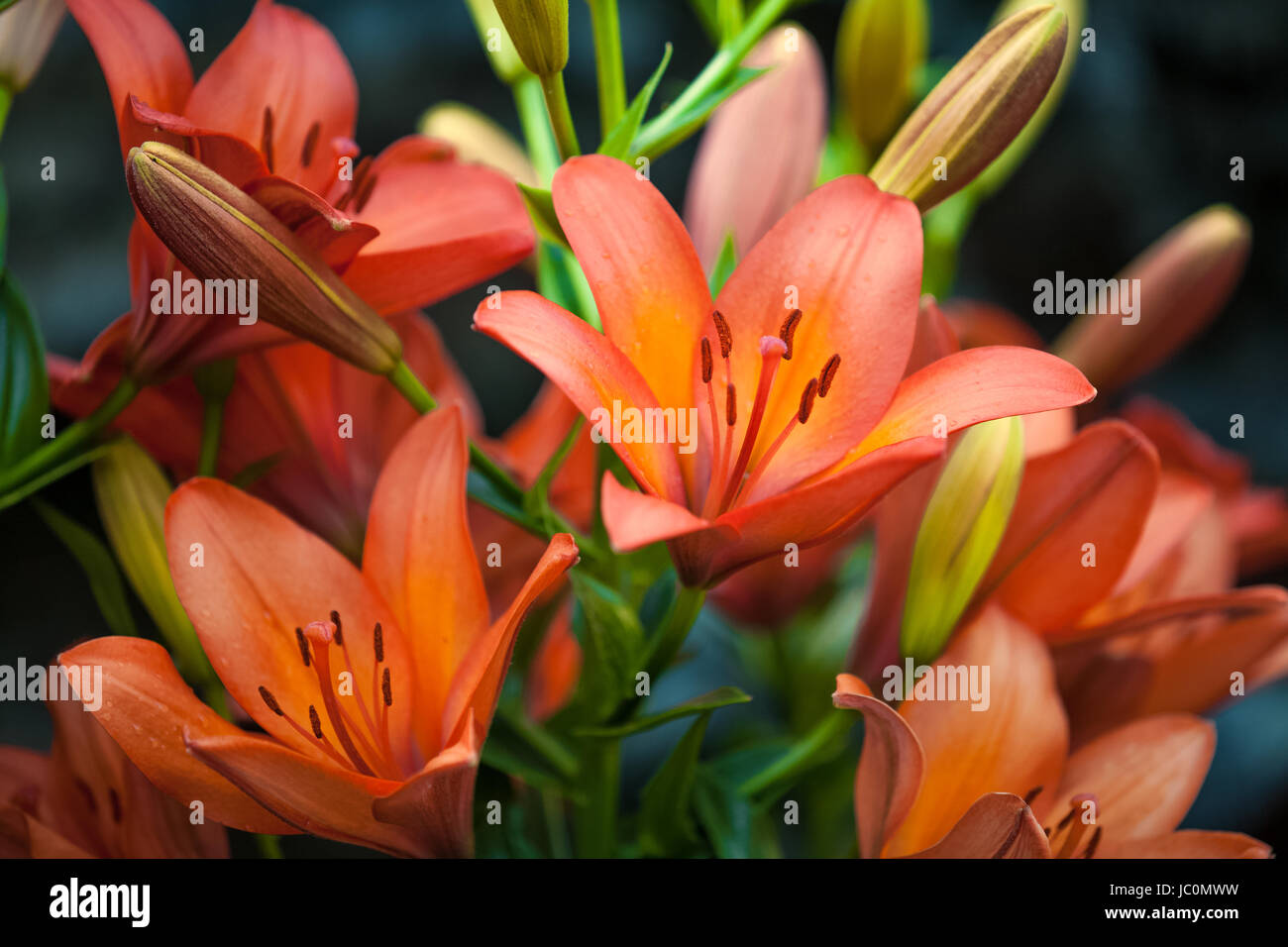 Red tiger lily hi-res stock photography and images - Alamy