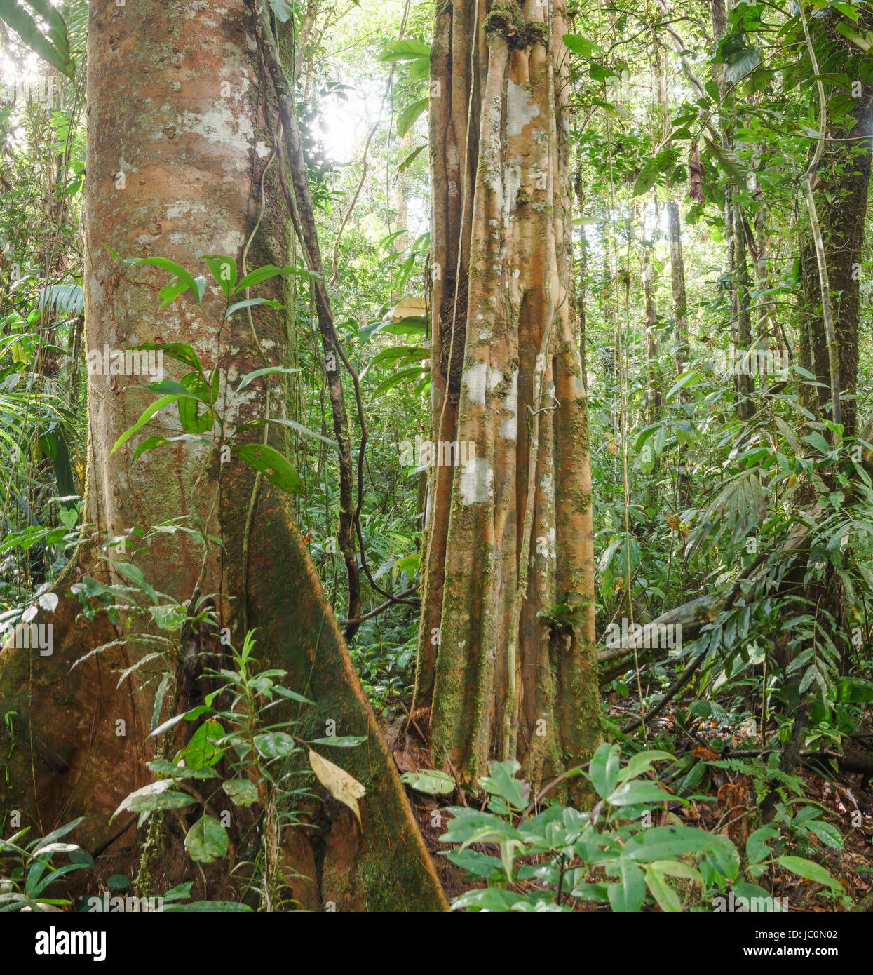 Rainforest trees with buttress roots (left) and fluted trunk (right) in ...