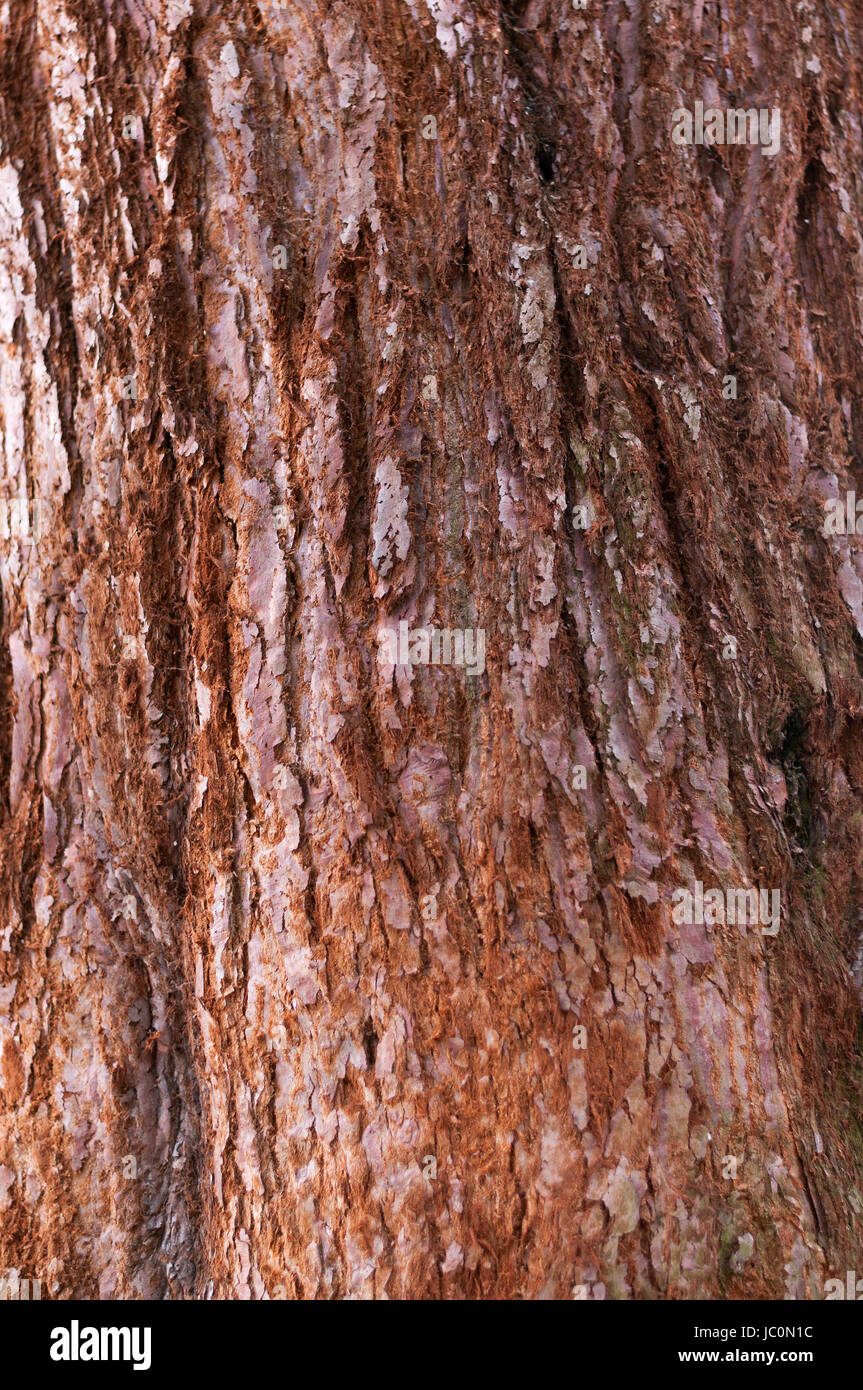 Muster der baumrinde hi-res stock photography and images - Alamy