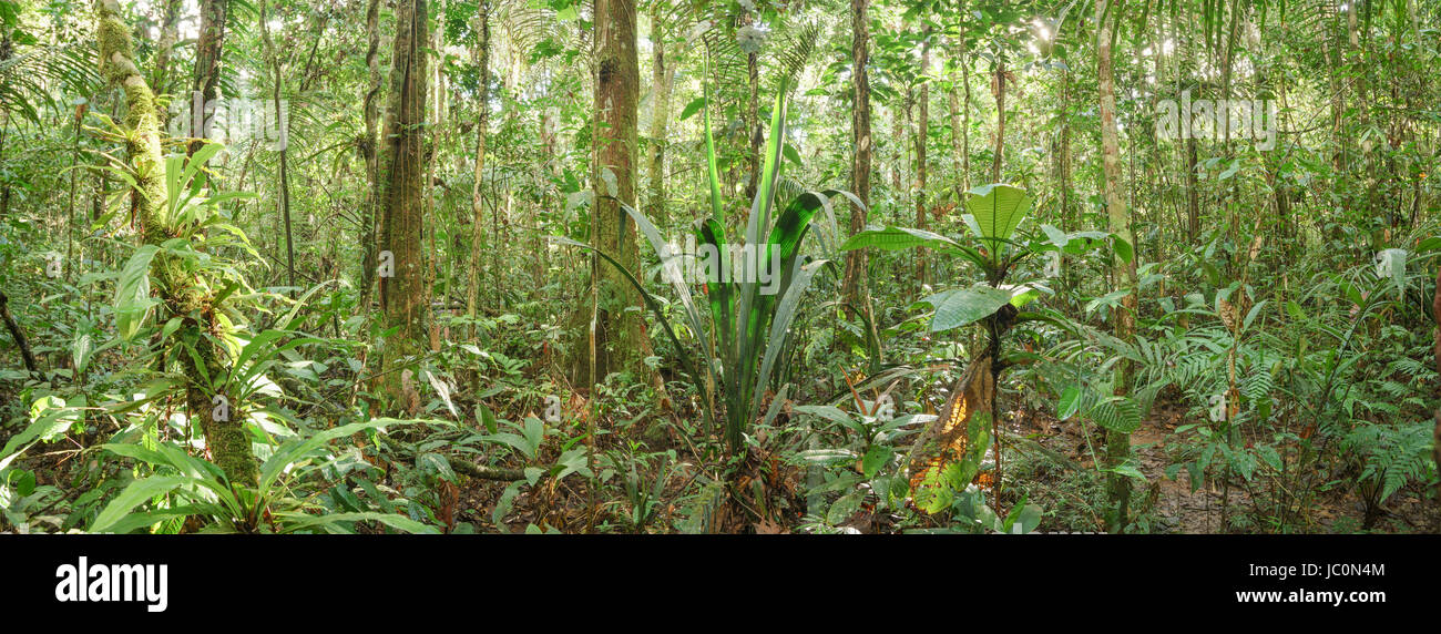 Panorama of understory vegetation in pristine tropical rainforest in ...